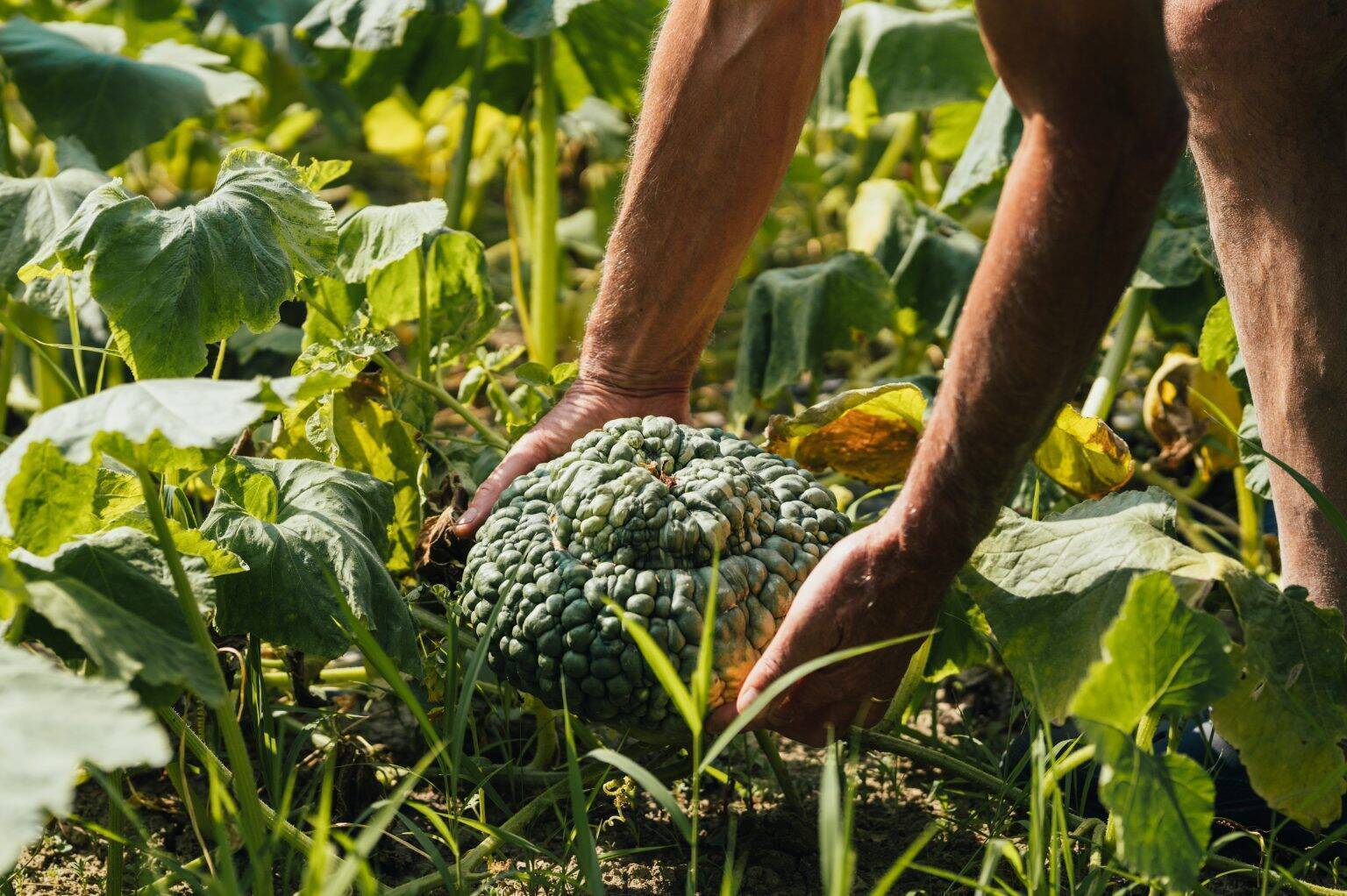 El Tamiso - Altromercato