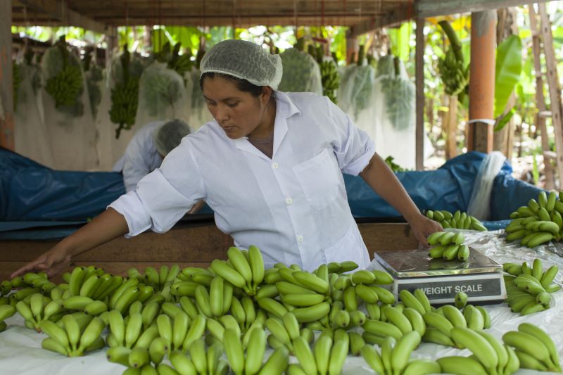 Bananito dal Perù: la storia di Redesign - Altromercato News